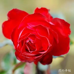 バラ タマンゴ｜ROSE Tamango｜2500品種の薔薇を作出者・交配親などのデータと美しい写真で紹介する花の手帖のwebバラ図鑑