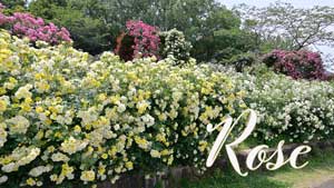 バラ チガーヌ｜ROSE Tzigane｜花の手帖のwebバラ図鑑