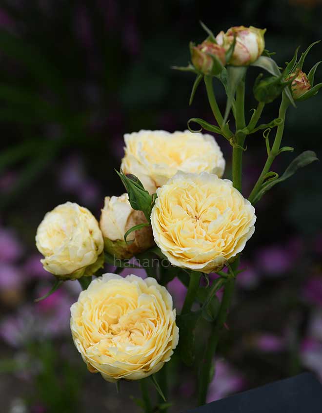 バラ 風月｜ROSE Fūgetsu｜花の手帖のwebバラ図鑑