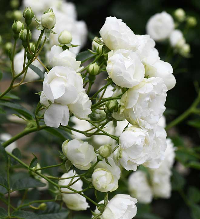 バラ ホワイトコスター｜ROSE White Koster｜花の手帖のwebバラ図鑑