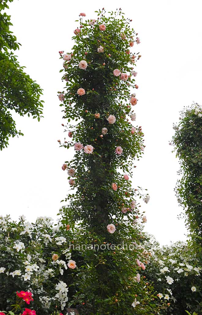 バラ レネ アンドレ｜ROSE Rene Andre｜花の手帖のwebバラ図鑑