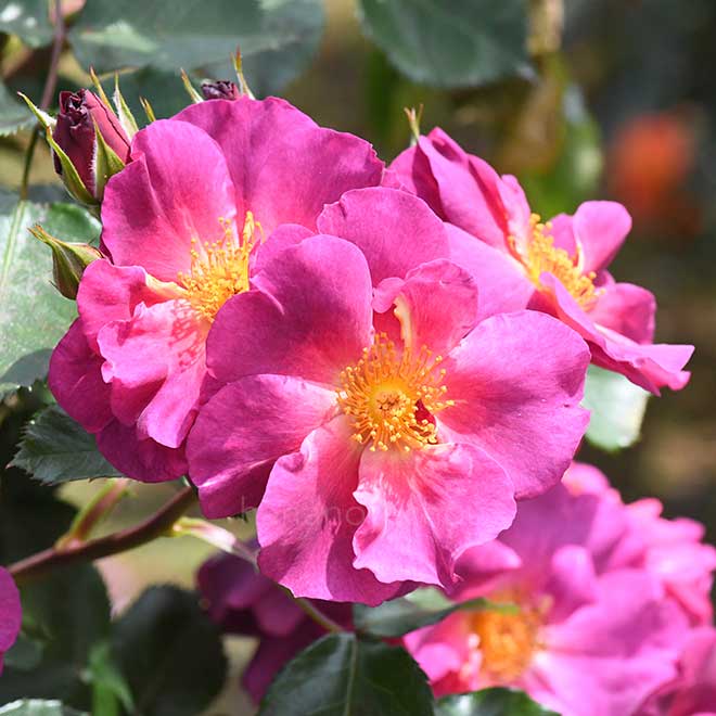 バラ ワイルドローバー｜ROSE Wild Rover｜花の手帖のwebバラ図鑑