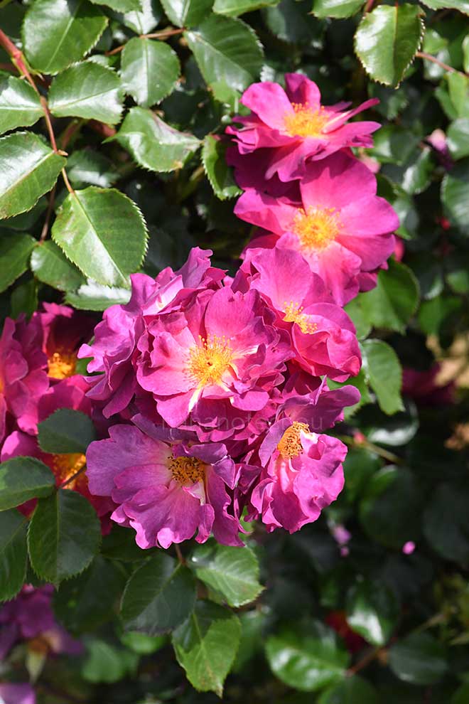 バラ ワイルドローバー｜ROSE Wild Rover｜花の手帖のwebバラ図鑑